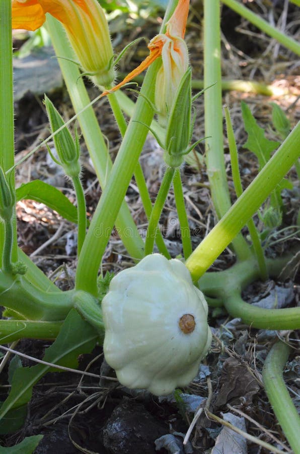 The Growth of Squash in the Garden Stock Photo - Image of garden ...