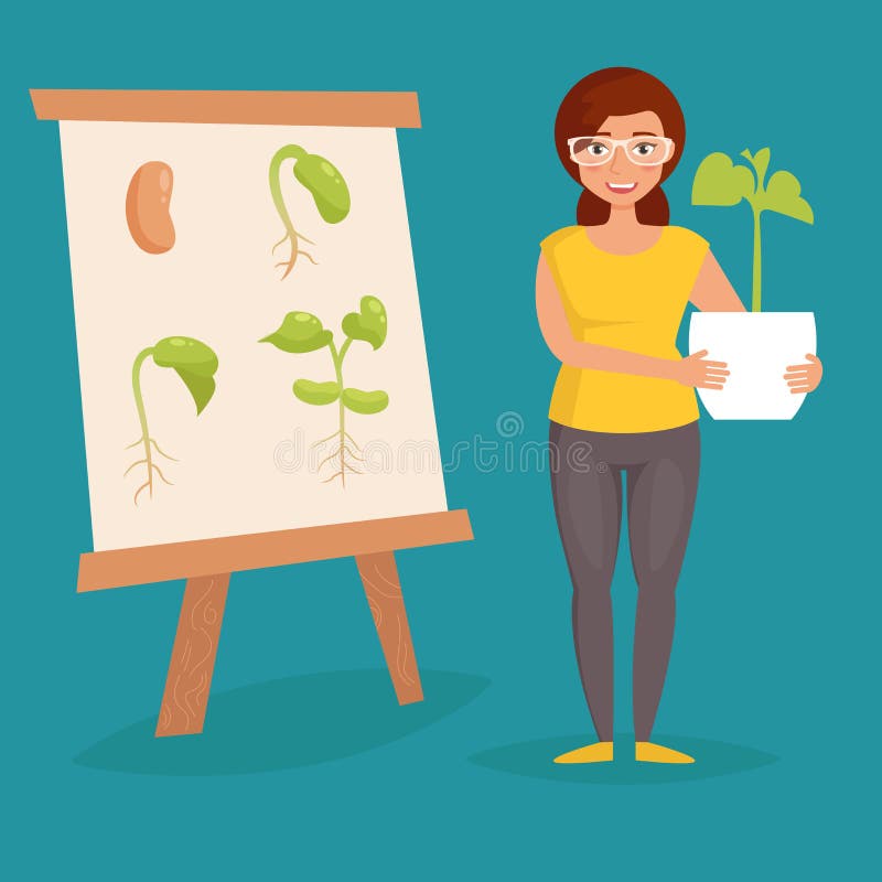 Growth stage of beans. stock vector. Illustration of flat - 89990250