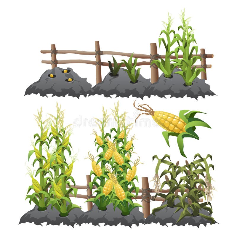 Corn Growing Stages Vector Illustration in Flat Design. Planting ...