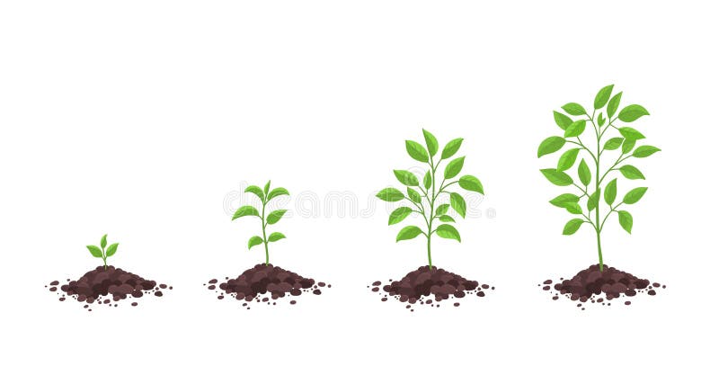Tree Growth Stages. Plant Development Phases. Animation Progression ...