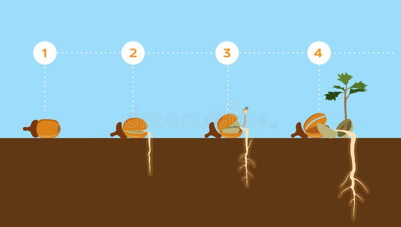 1+ Acorn sapling Free Stock Photos - StockFreeImages