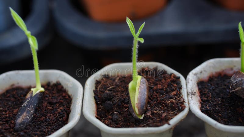 Growth Stages of Trees from Seed. Stock Video - Video of food, growing ...