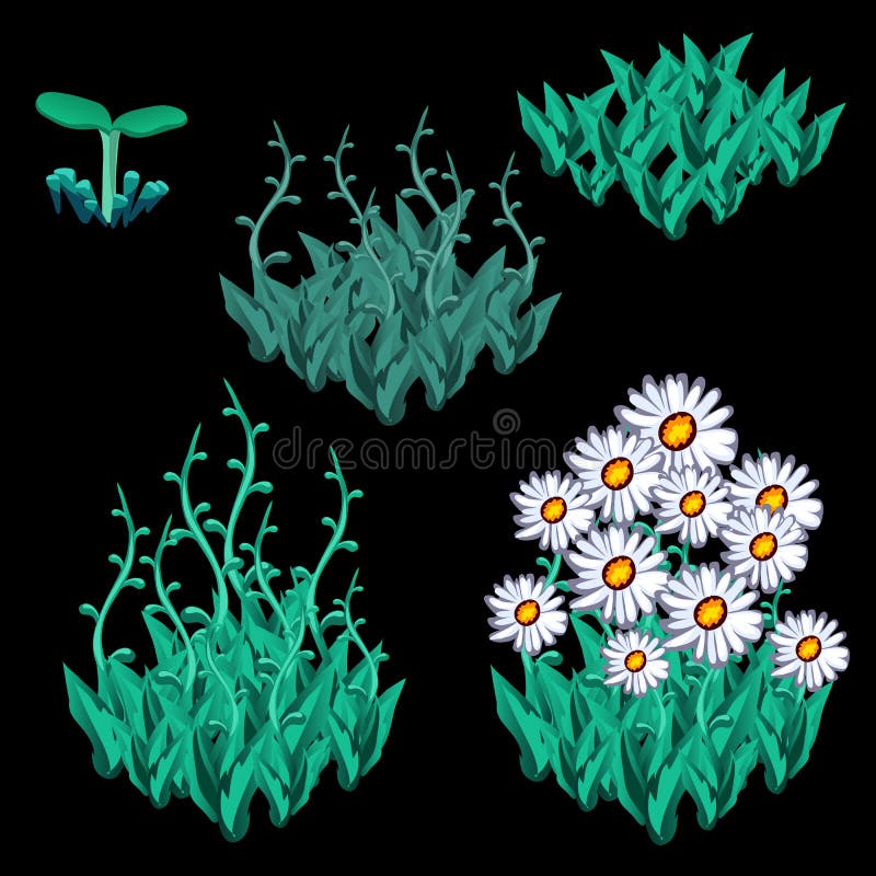 Growth Stages of White Chamomile, Five Items Stock Vector ...