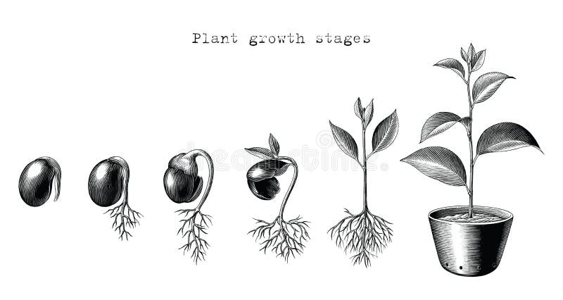 Growth Step of Plant [Converted Stock Vector - Illustration of organic ...