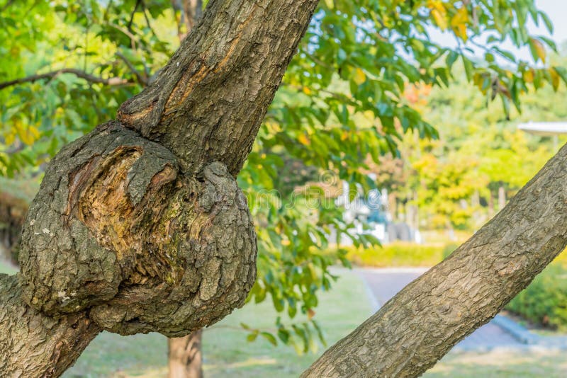 Tree Limb Lowering Knots