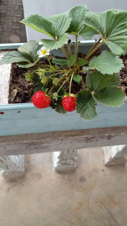 Growth Strawberry Planted Using Gutter Stock Image - Image of ...