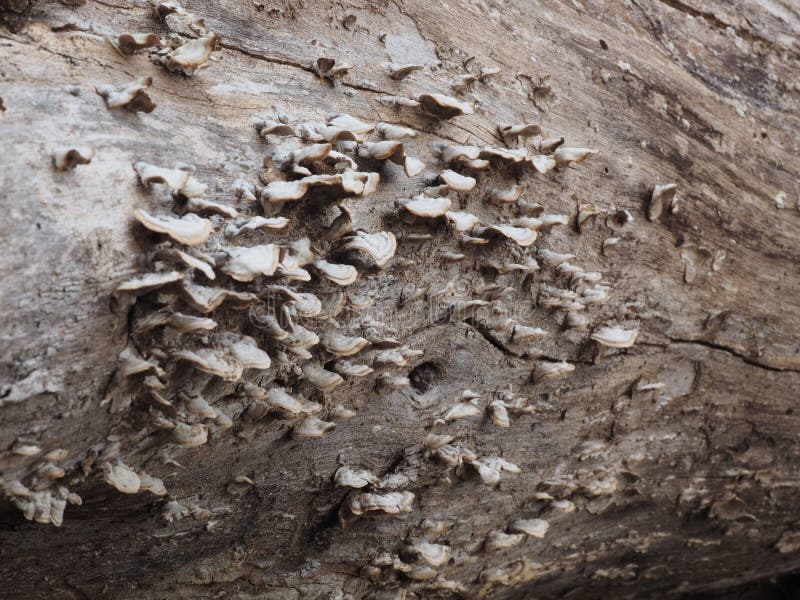 Growth Texas Tree Trunk stock photo. Image of east, tree - 116300820