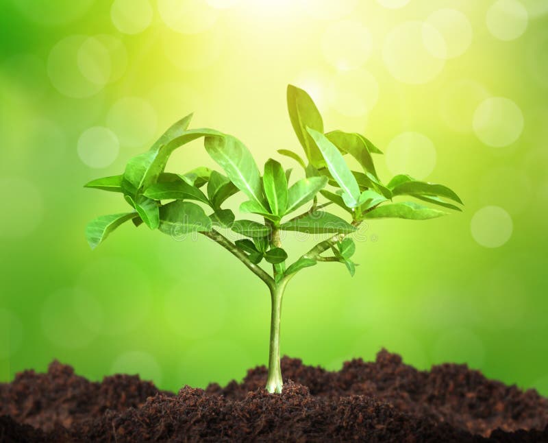 Growth Young Tree Stock Illustrations – 13,808 Growth Young Tree Stock ...
