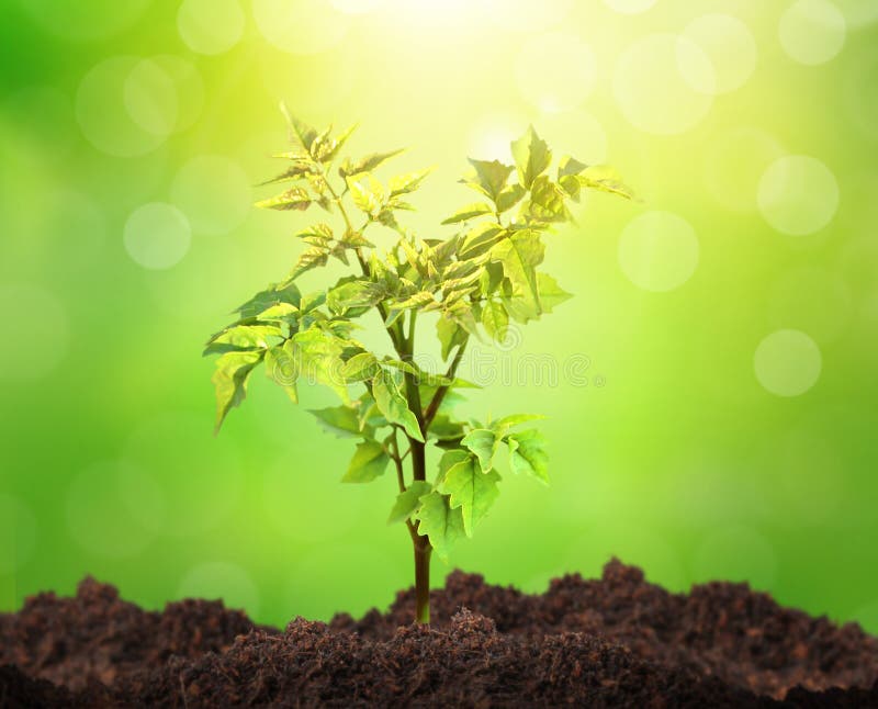 Growth of tree stock illustration. Illustration of progress - 54790160