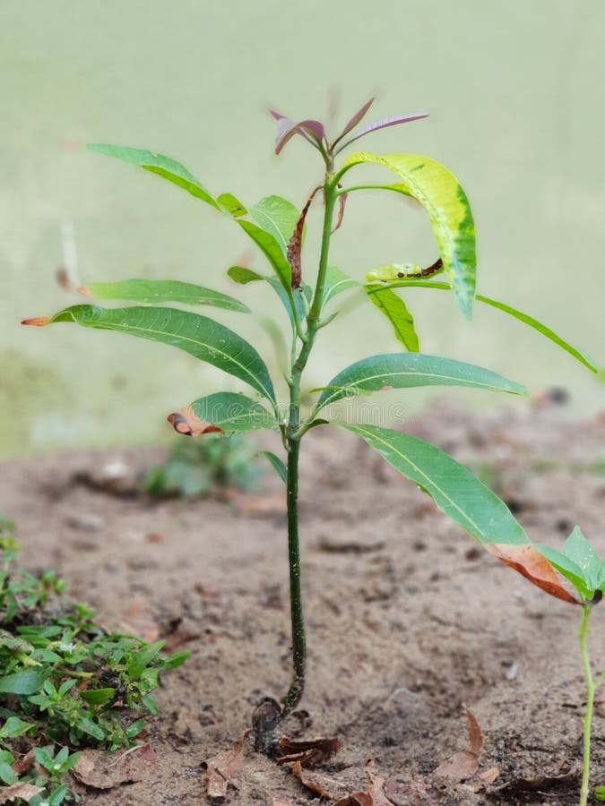 Mango seed stock photo. Image of making, rise, mango - 114946218