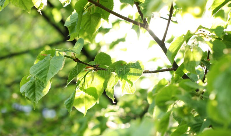 Growth Tree in a Sping. Young Tree on Green Stock Photo - Image of ...