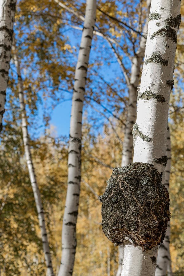 Growth on a Tree Trunk in the Forest Stock Photo - Image of deformation ...