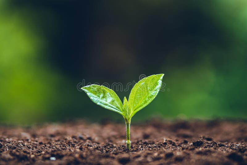 Growth Tree Young Plant Natural Green Background Stock Photo - Image of ...