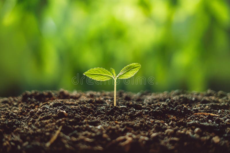 Growth Trees Concept in the Nature Morning Light and Background ...