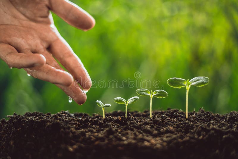Growth Trees Concept Seedlings Nature Background Beautiful Green Stock ...