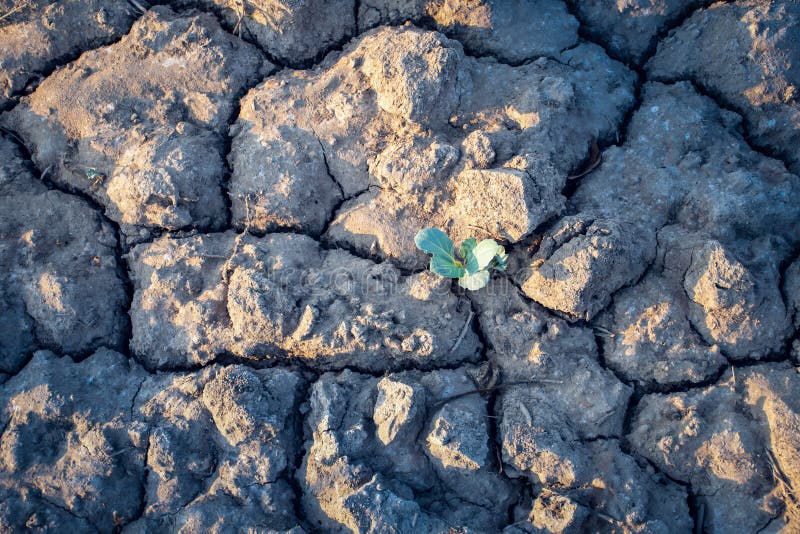 Growth of Trees in Drought Crisis, Stock Photo - Image of green, growth ...
