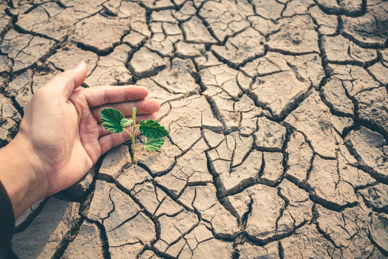 Growth of Trees in Drought Crisis, Living with Tree Drought Stock Photo ...