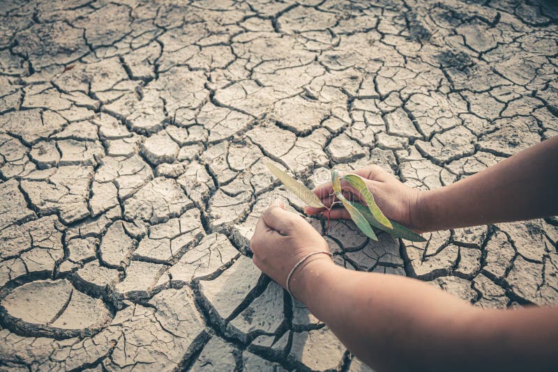 Growth of Trees in Drought Crisis, Living with Tree Drought Stock Photo ...