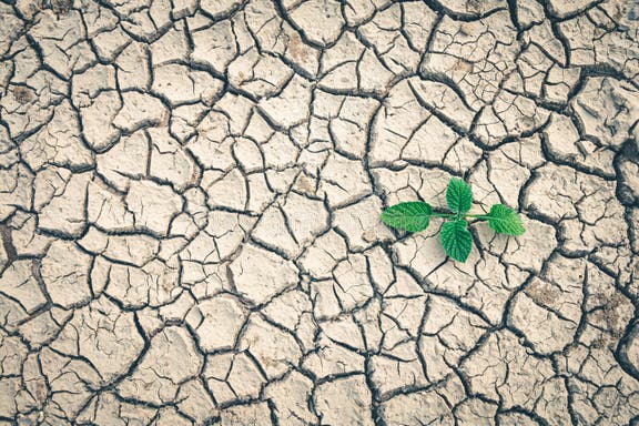 Growth of Trees in Drought Crisis, Living with Tree Drought Stock Photo ...