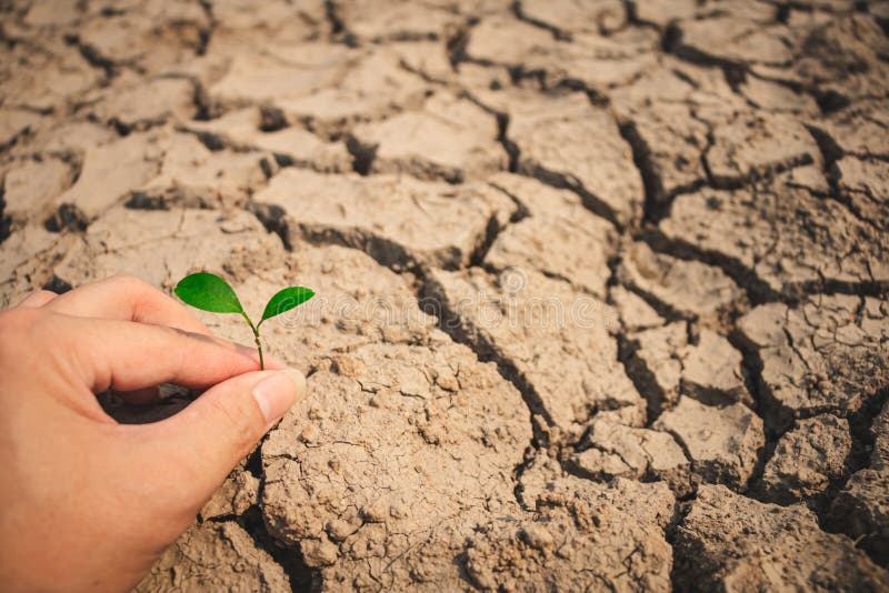 Growth of Trees in Drought Crisis, Living with Tree Drought Stock Image ...