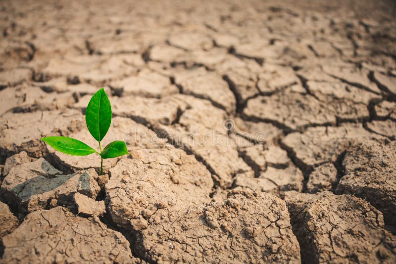 Growth of Trees in Drought Crisis, Living with Tree Drought Stock Image ...