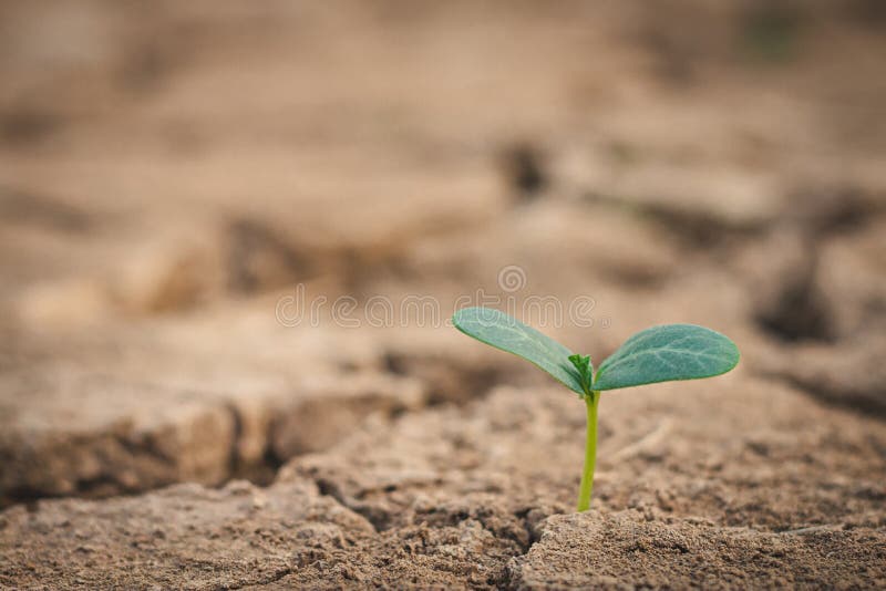 Growth of Trees in Drought Crisis, Living with Tree Drought Stock Photo ...