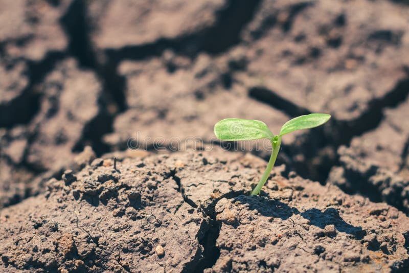 Growth of Trees in Drought Crisis, Living with Tree Drought Stock Photo ...