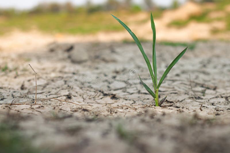 Growth of Trees in Drought Crisis, Living with Tree Drought Stock Image ...