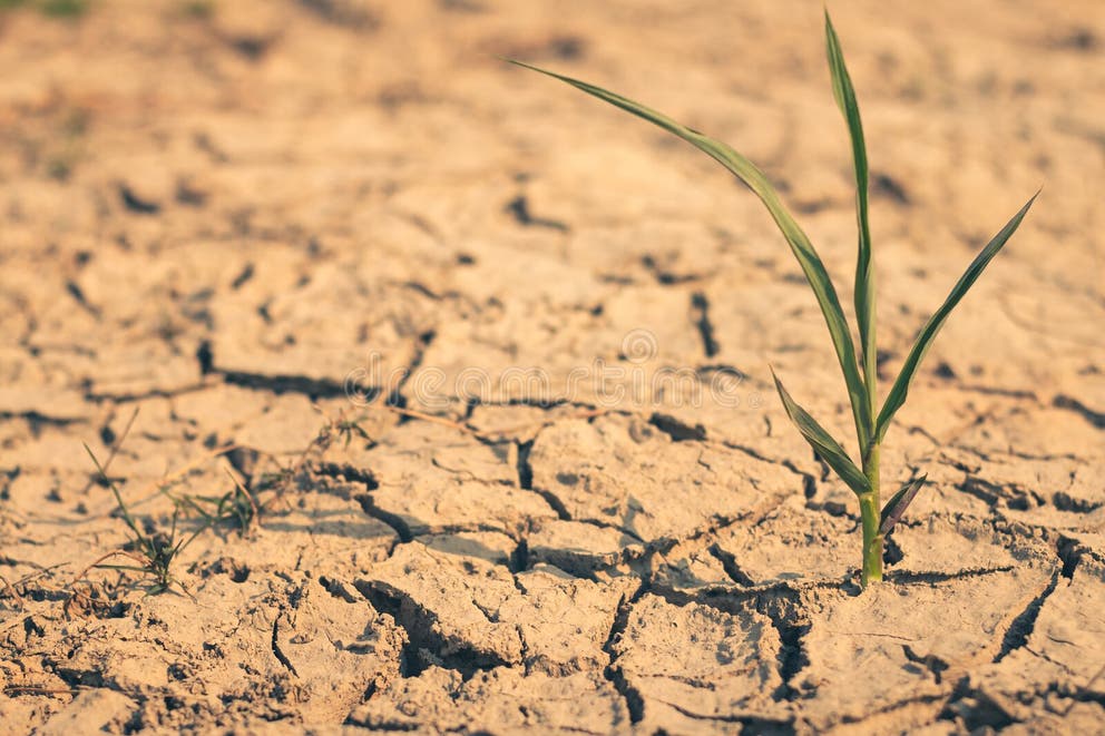 Growth of Trees in Drought Crisis, Living with Tree Drought Stock Image ...