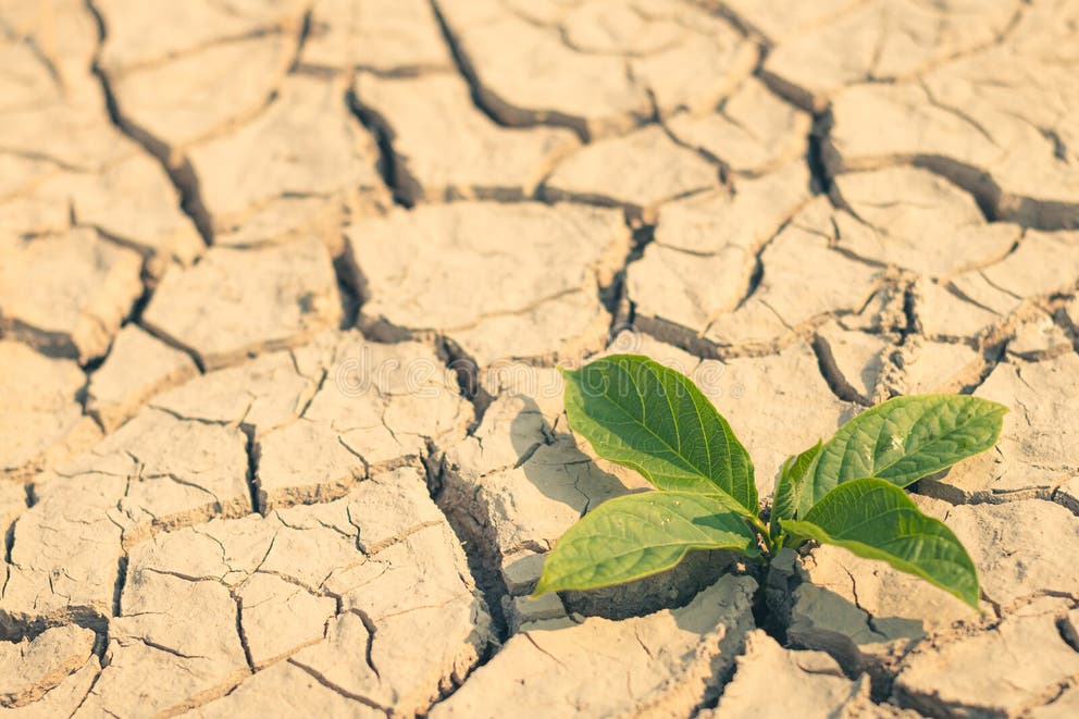 Growth of Trees in Drought Crisis, Living with Tree Drought Stock Image ...