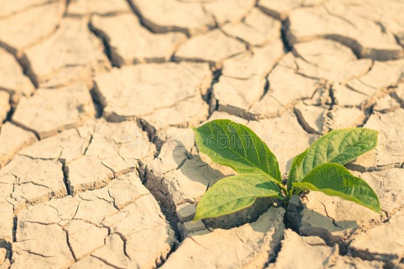 Growth of Trees in Drought Crisis, Living with Tree Drought Stock Photo ...