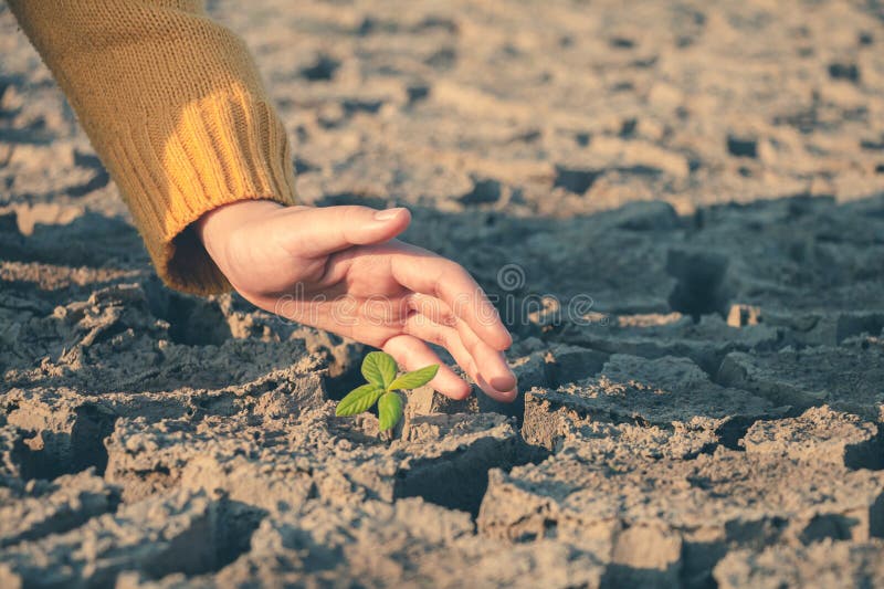Growth of Trees in Drought Crisis, Living with Tree Drought Stock Photo ...