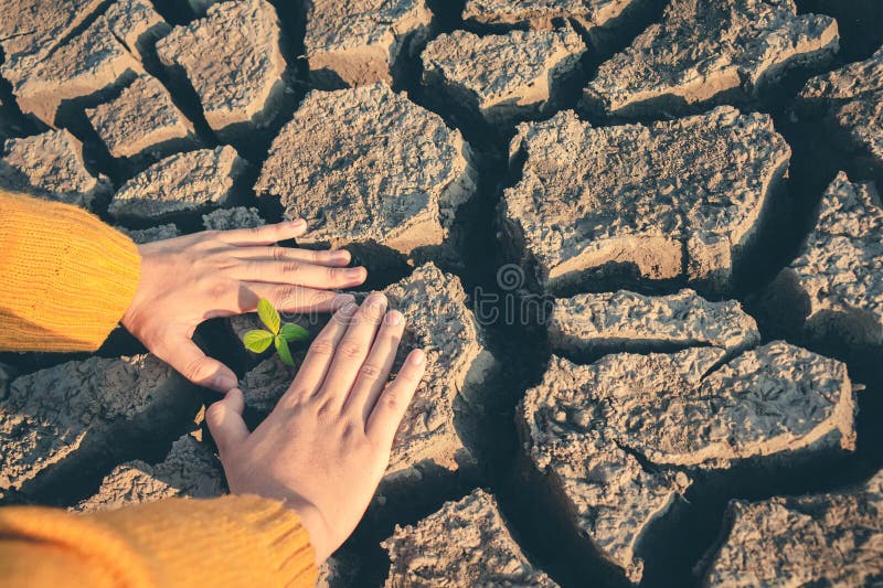 Growth of Trees in Drought Crisis, Living with Tree Drought Stock Photo ...
