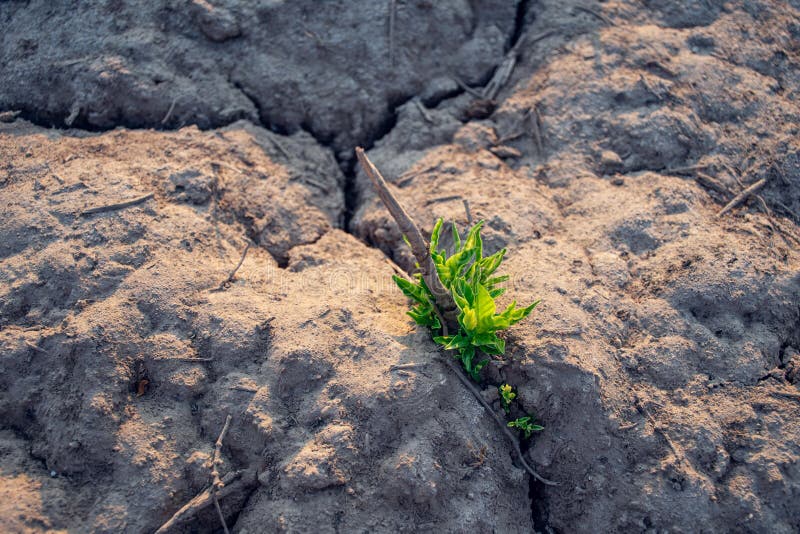 Growth of trees stock image. Image of ground, leaf, dirty - 182110091