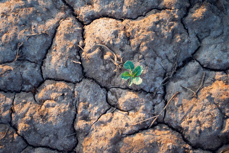 Growth of Trees in Drought Crisis Stock Image - Image of crisis, living ...