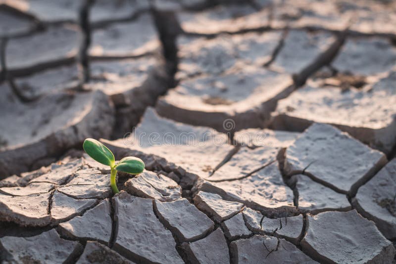 Growth of Trees in Drought. Stock Image - Image of damage, drought ...