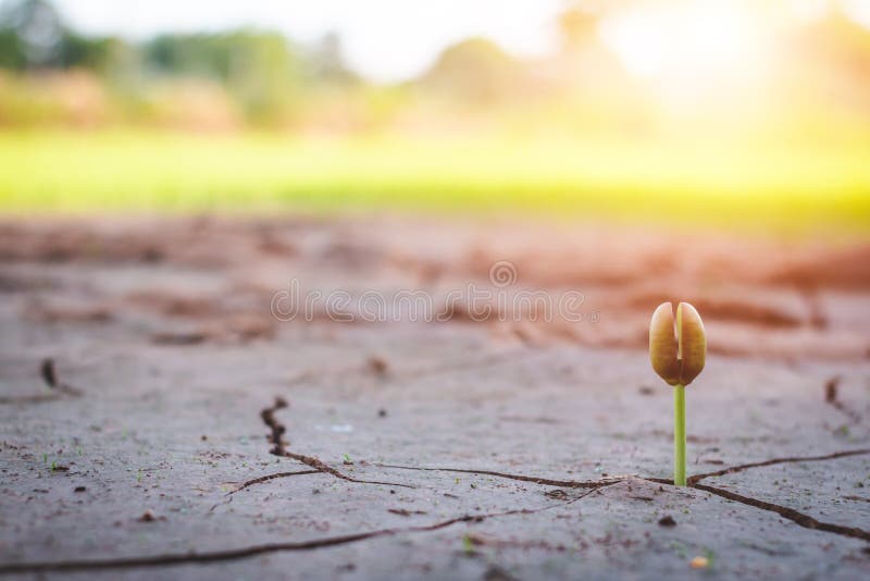 Growth Of Trees In Drought, Living With Tree Drought Stock Photo ...