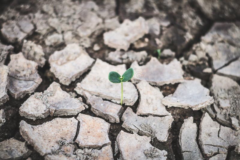 Growth of Trees in Drought, Living with Tree. Stock Image - Image of ...