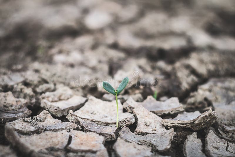 Growth of Trees in Drought, Living with Tree. Stock Photo - Image of ...