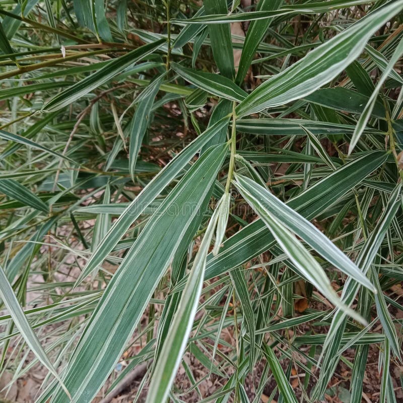 Growth Trees Fresh Jungle Brush Bamboo Stock Image - Image of trees ...