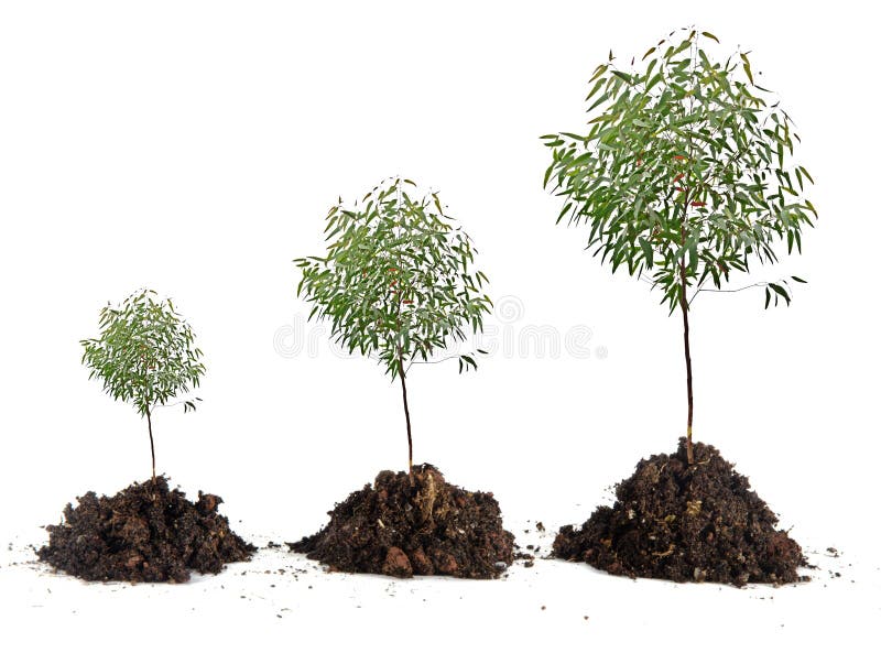 Growth of trees stock image. Image of botany, growing - 127562391