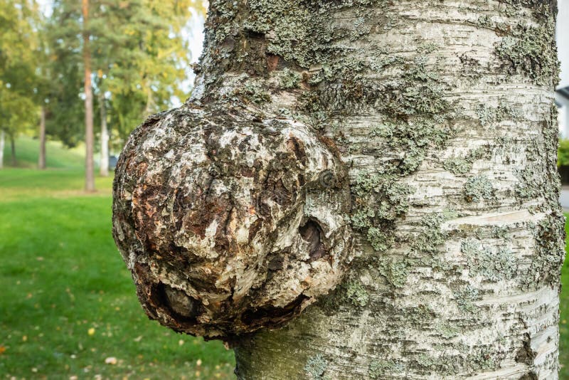 Growth on the Trunk of Birch, Cap, Birch Plant Disease Stock Image ...