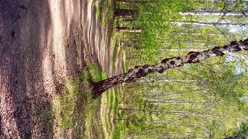 The Growth on the Trunk of Birch Growing in the Forest Outdoors, Birch ...