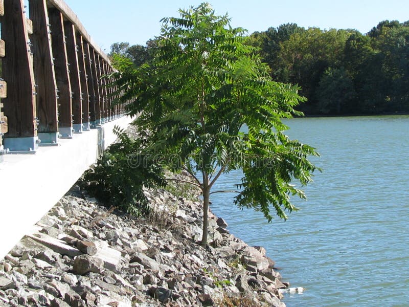 Growth Under Adversity stock photo. Image of conditions - 5789286