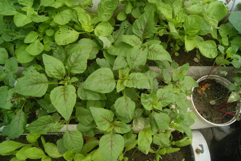 The growth of vegetables stock image. Image of green - 44933393