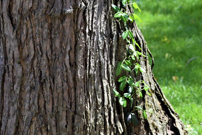 Growth stock photo. Image of green, growth, growing - 181846678