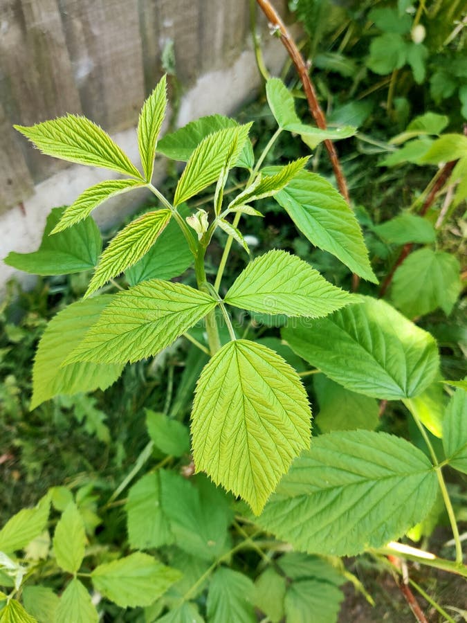 Growth raspberry stock image. Image of garden, autumn - 247872459