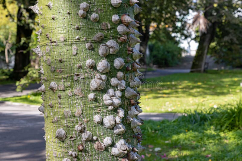 Growths on the Bark of the Cotton Tree Stock Photo - Image of nature ...
