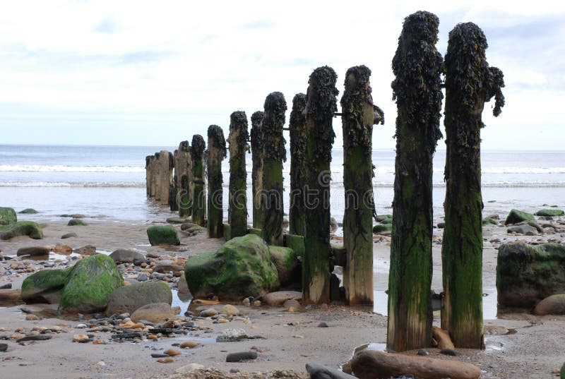 Groynes stock photo. Image of wooden, structures, whitby - 27549566