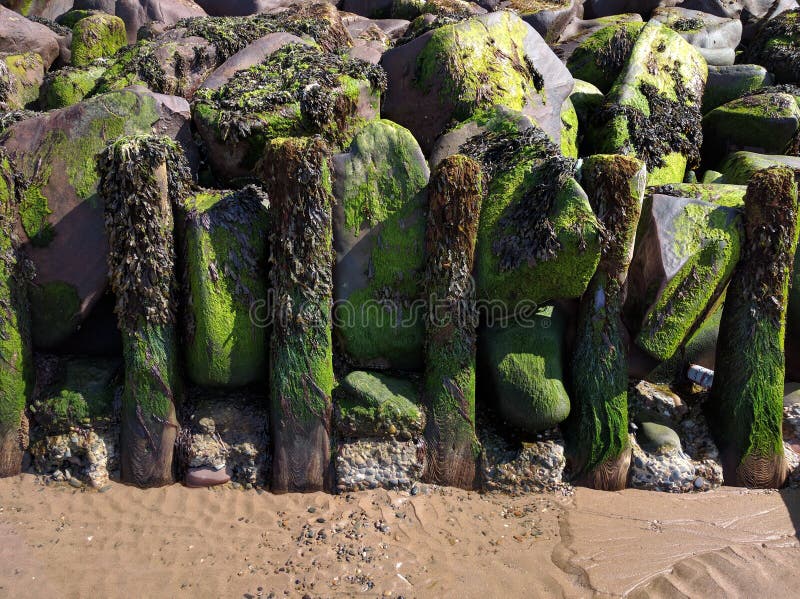 Groynes stock photo. Image of beach, texture, green - 104597748